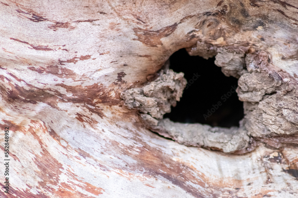 Natural figure organic wood grain shows tree bark details of hardwood ...
