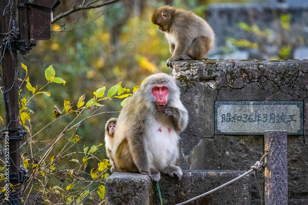 Cute wild japanese snow monkeys in Nikko national park forest Stock ...