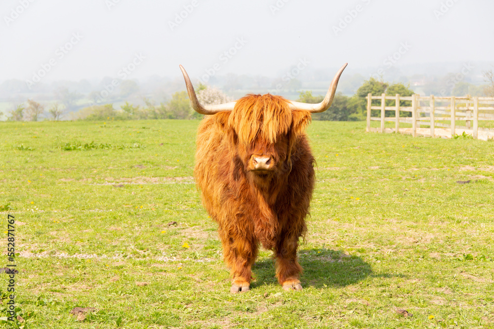 Young highland cow, with beautiful chestnut coloured hairy coat and ...