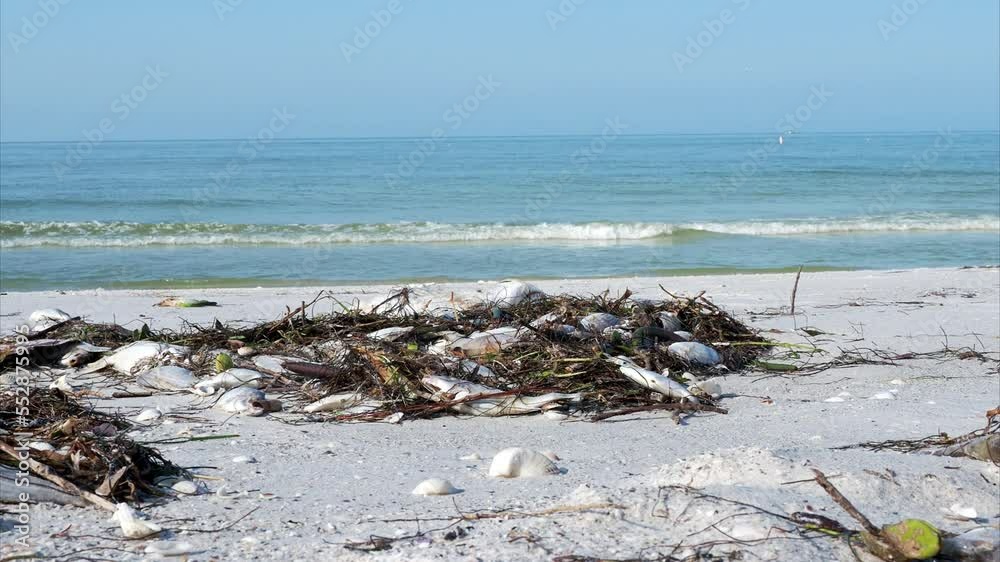 Piles of dead fish from a red tide bloom in the Gulf of Mexico at St ...