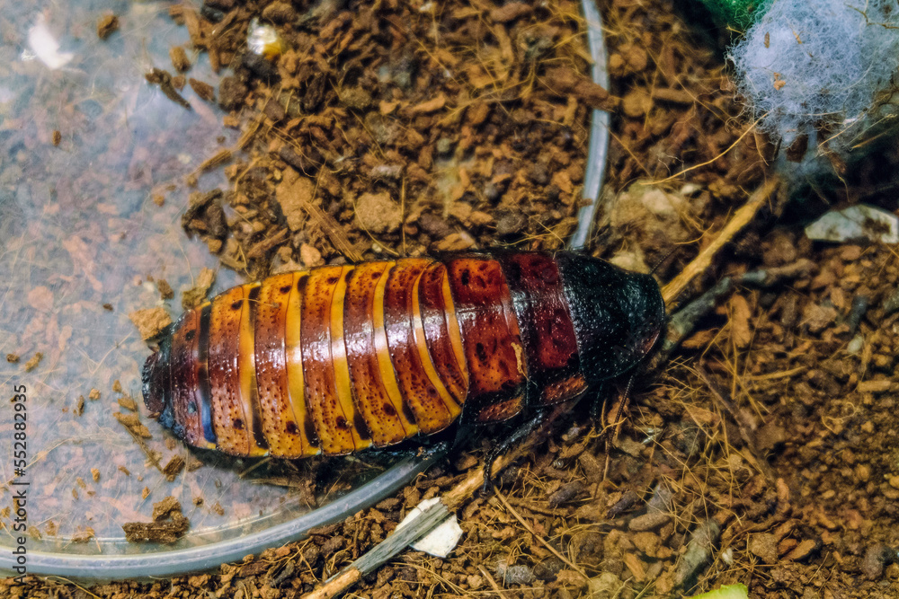 Madagascar hissing cockroach. Gromphadorhina portentosa. Giant insect ...