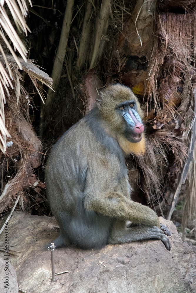 the mandrill has red and blue skin on its face and posterior.Its body ...