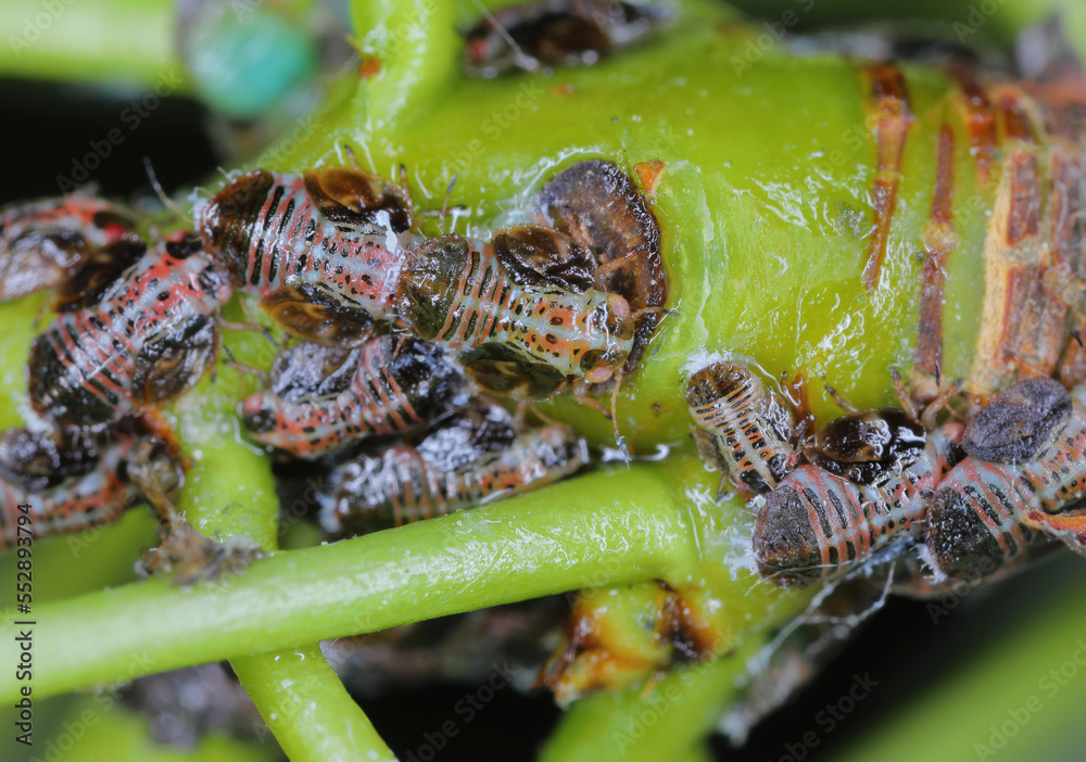 Psyllidae, the jumping plant lice or psyllids, are a family of small ...