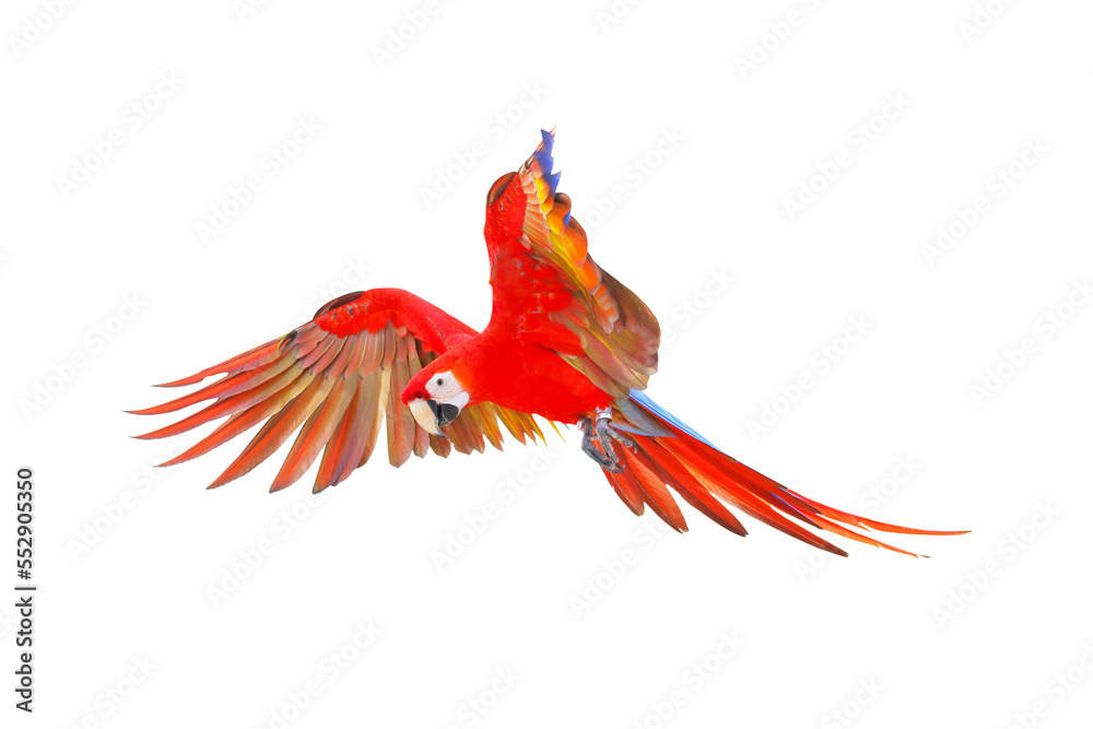 Colorful macaw parrot flying isolated on transparent background png ...