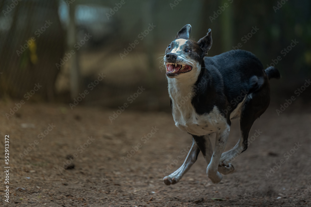 2022-12-10 BLACK AND WHITE DOG SPRINTING WITH INTENSE EYES AND MOUTH ...