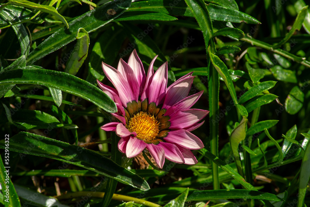 Purple flowering gazania (gazania), native to southern Africa Stock ...