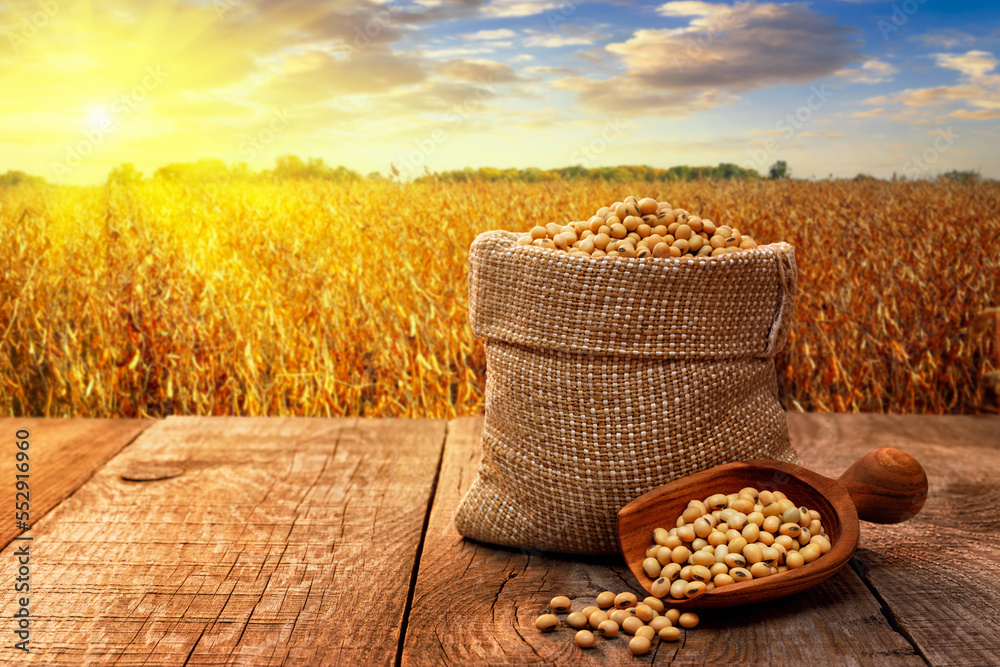 soya beans in burlap sack and wooden scoop on table with ripe field on ...