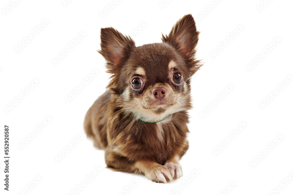Brown Chiwawa