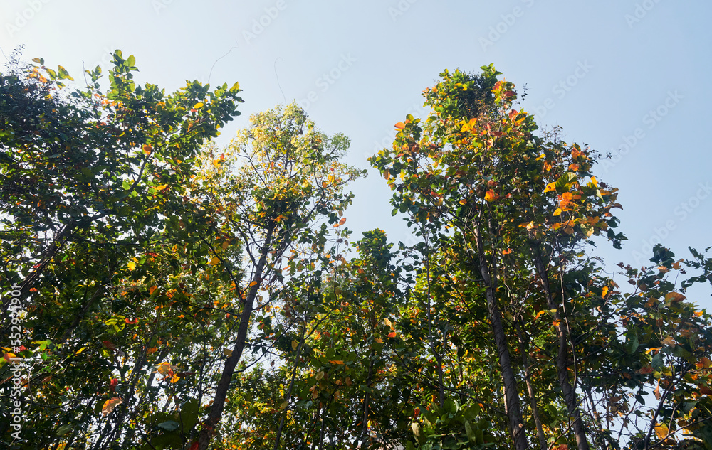 Shorea robusta, the sal (shaal) tree forest in Purulia, West Bengal ...