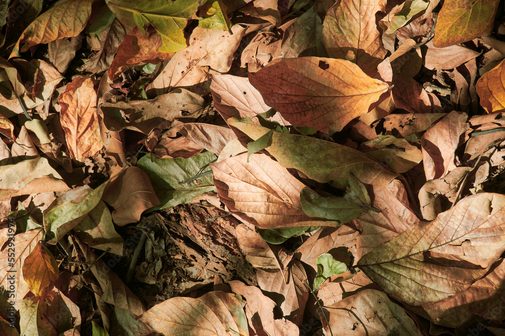 Dry tree leaves of Shorea robusta, (the sal or shaal tree) covering ...