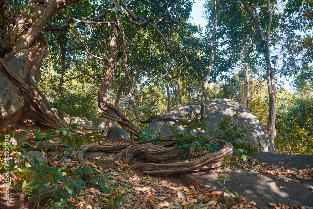 Stockfoto Dry tree leaves of Shorea robusta, (the sal or shaal tree ...