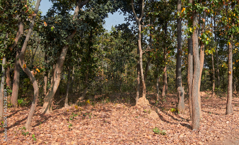 Shorea robusta, the sal/shaal tree forest in Purulia, West Bengal. Sal ...