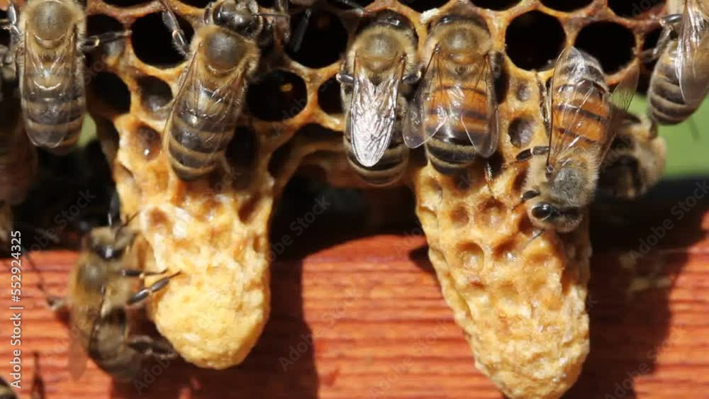 Wax cocoon with the larva of the future queen bee. The beginning of a ...