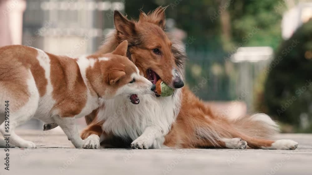 Two dogs play together, small Shiba Inu trying to get the ball in mouth ...