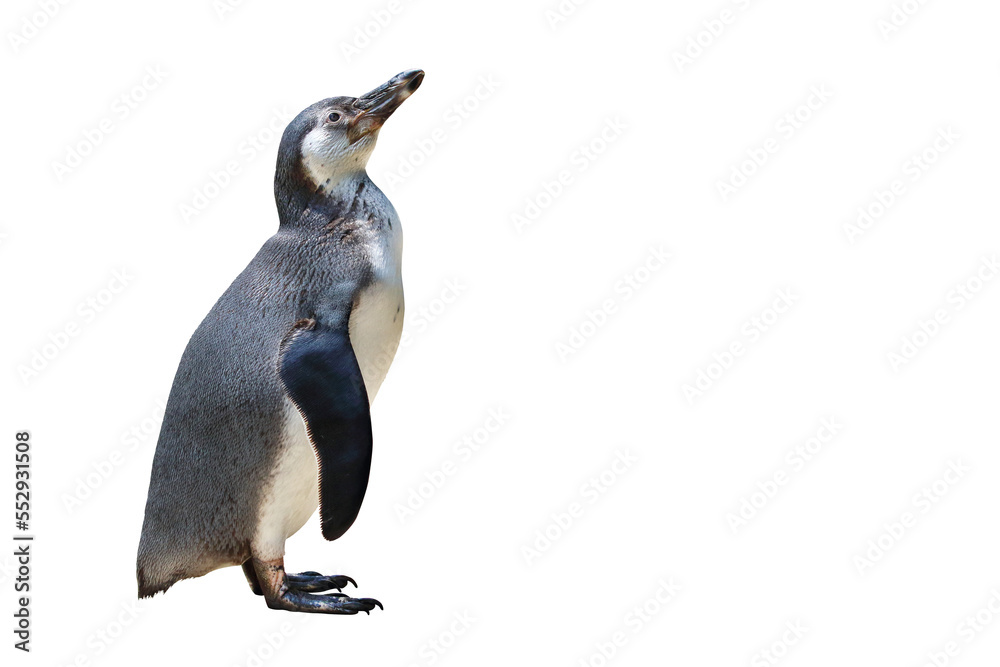 Penguin isolated on transparent background png file Stock Photo | Adobe ...