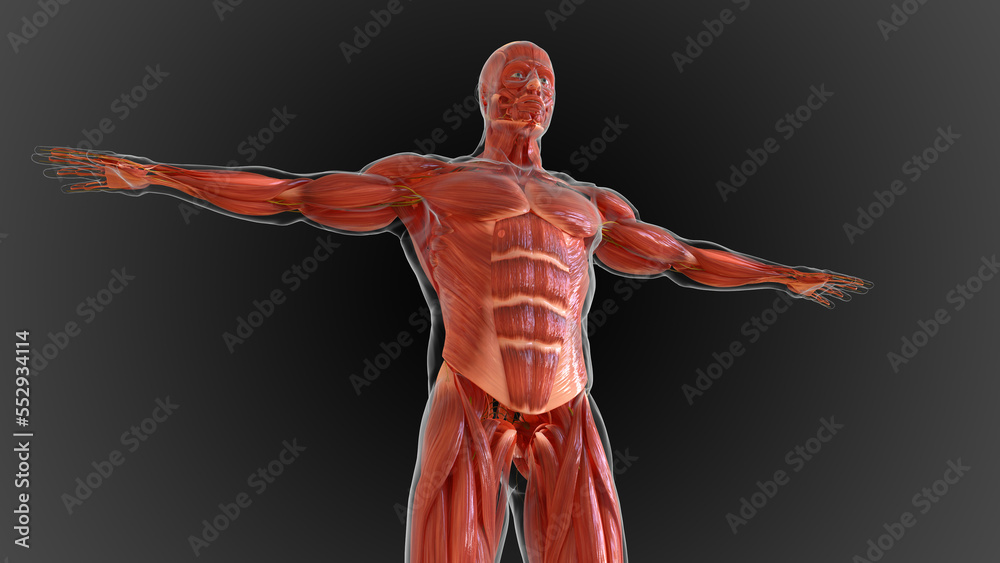 muscular system is an organ system responsible for providing strength ...