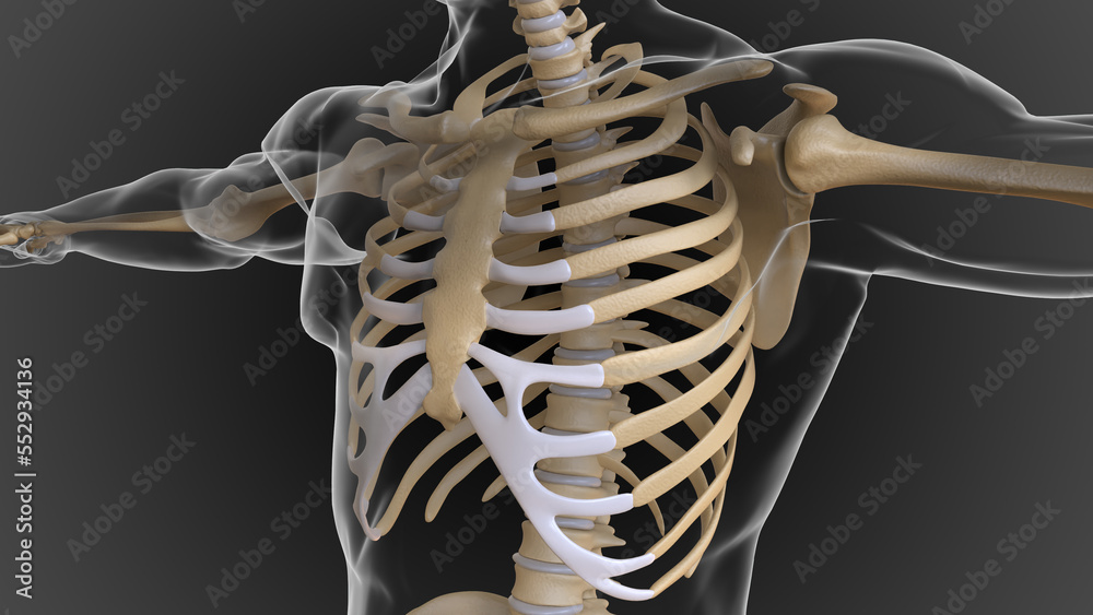 The bony skeleton is divided into 2 parts axial skeleton and ...