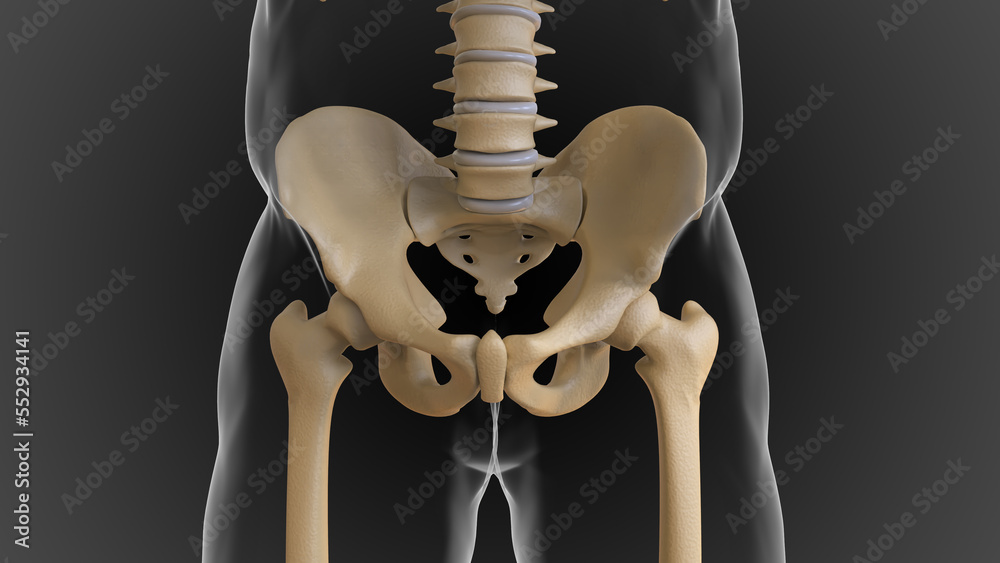 The bony skeleton is divided into 2 parts axial skeleton and appendicular skeleton 3D Stock ...