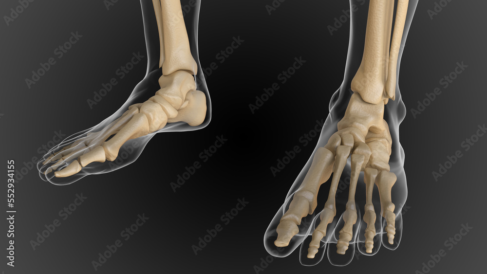 The bony skeleton is divided into 2 parts axial skeleton and ...
