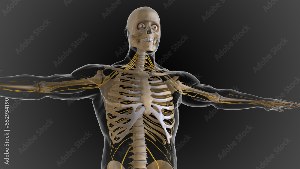 The bony skeleton is divided into 2 parts axial skeleton and ...