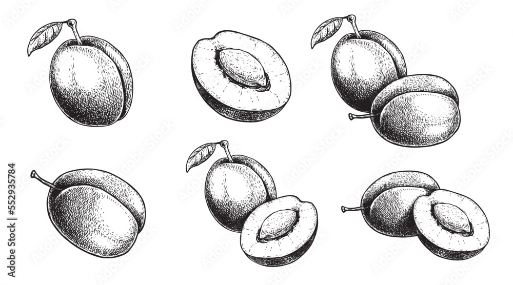 Plum fruit set. Hand drawn sketch style summer fruit drawings ...