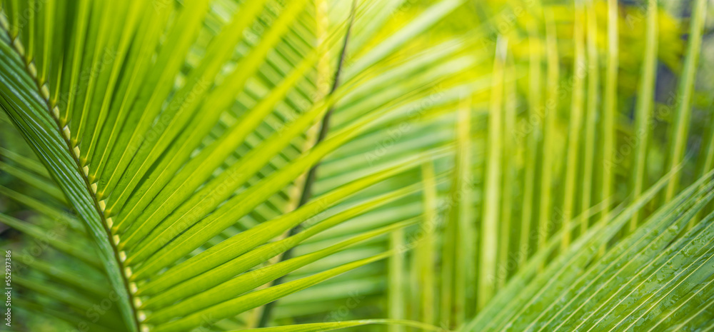 Abstract Closeup Nature View Of Palm Leaves Background Textures Fresh Green Ecology Natural