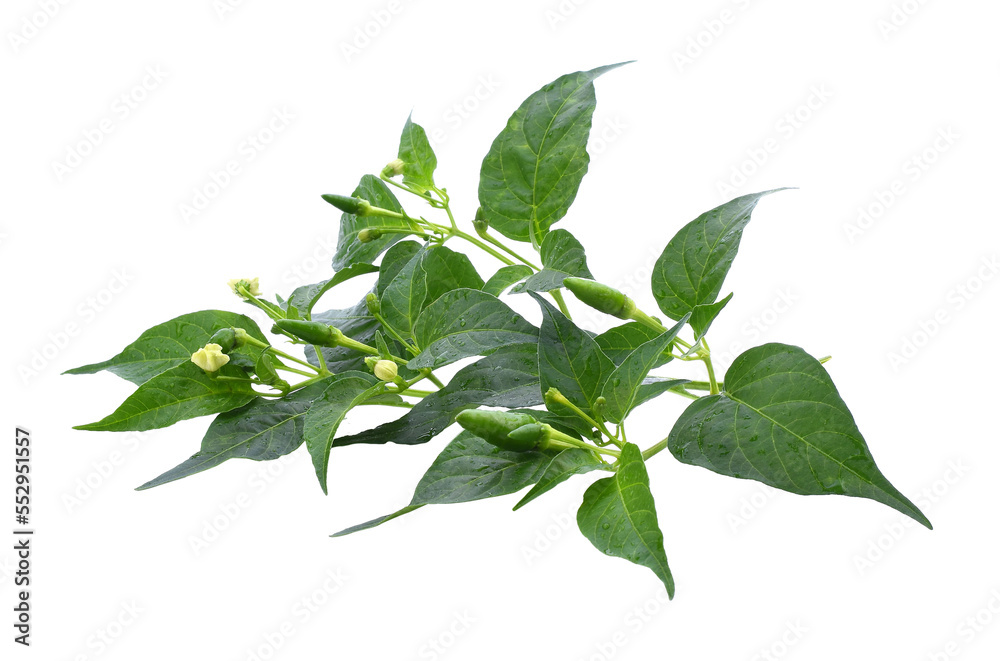 Pepper Leaves