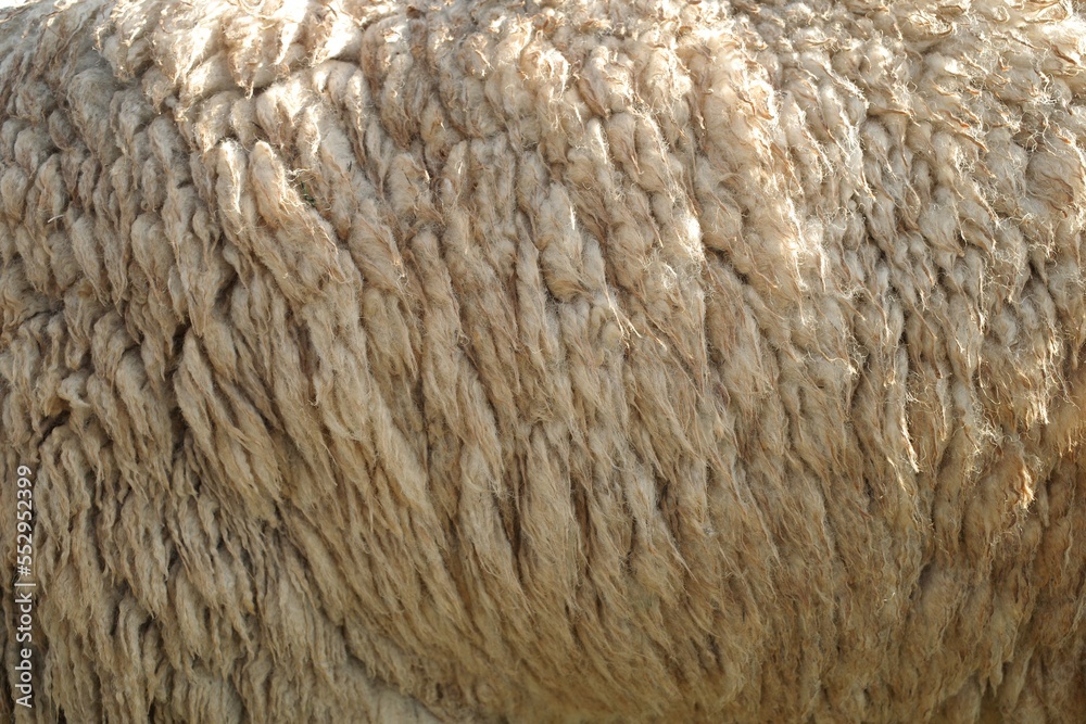 Closeup thick of sheep wool texture on body Stock Photo | Adobe Stock