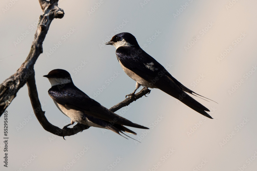 Foto de Hirondelle à gorge blanche,.Hirundo albigularis, White throated ...