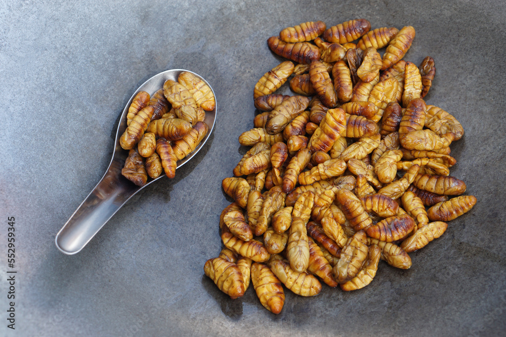 Closeup fried silk worms on pan. Concept, weird food. Insects eating. High protine. Traditional ...