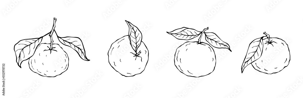 Poster Set of line sketches of citrus fruit mandarin.Vector graphics ...