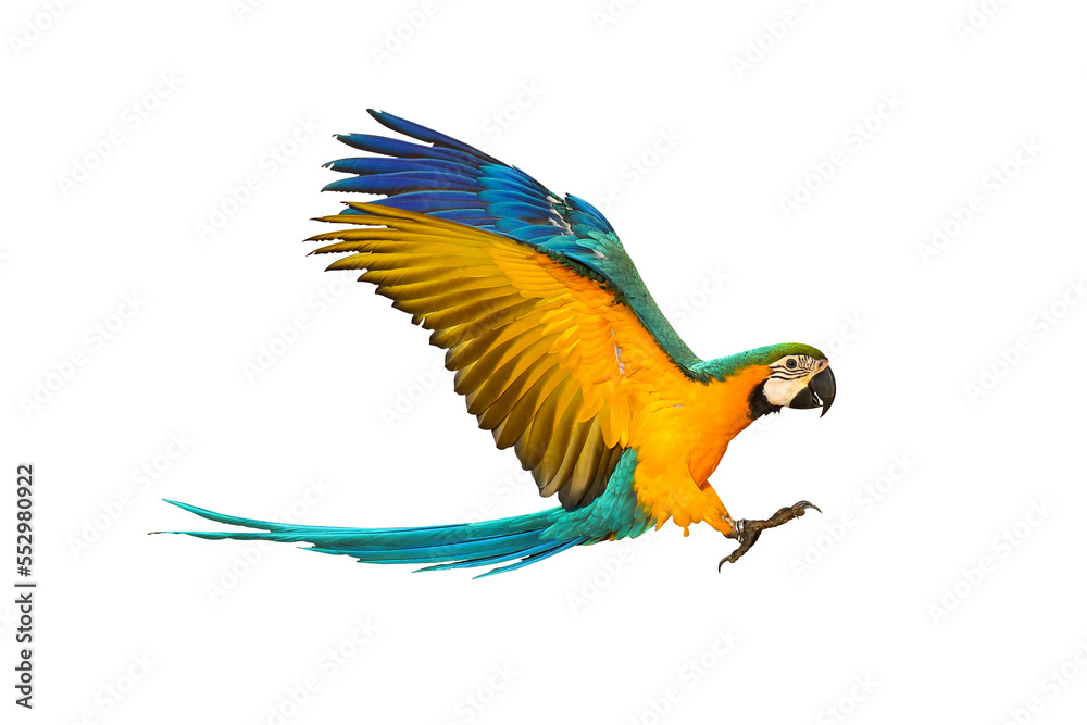 Colorful flying parrot isolated on transparent background. Stock Photo ...