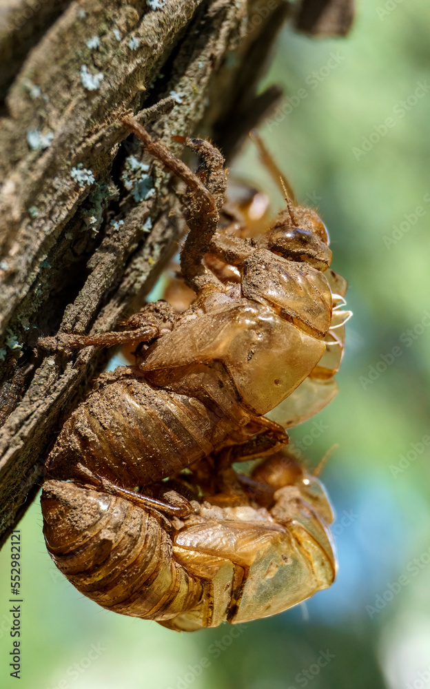 Insect shell of the species commonly known as cicadas, cicadas or ...
