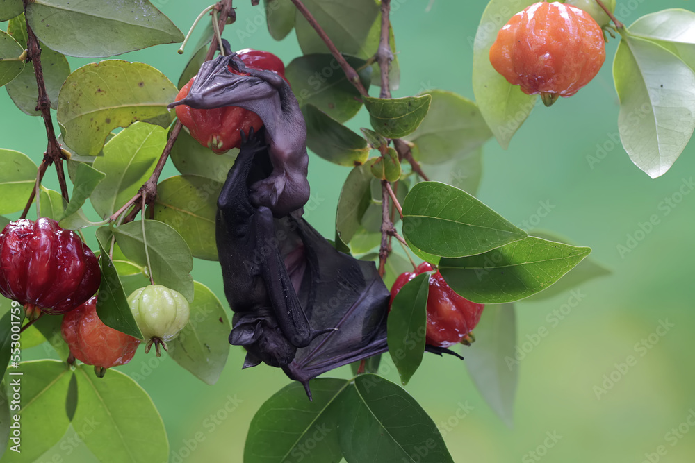 A mother short nosed fruit bat is resting while holding her baby on a ...