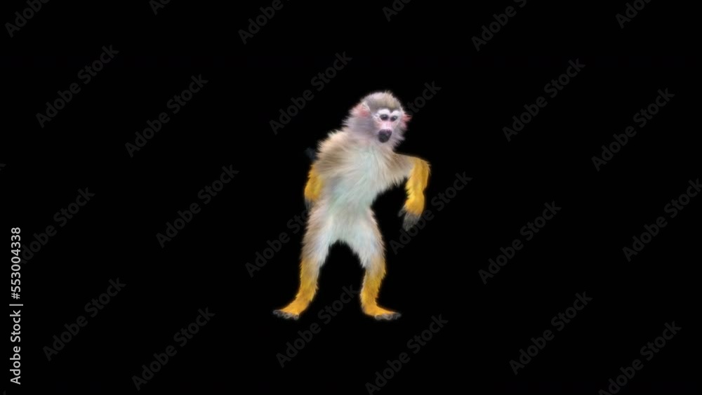 White-headed Capuchin, black monkey, monkeys Dance CG fur 3d rendering ...
