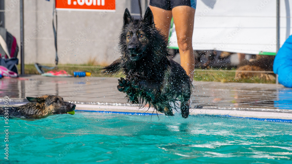 Canine dog jumping in a swimming pool Stock Photo | Adobe Stock