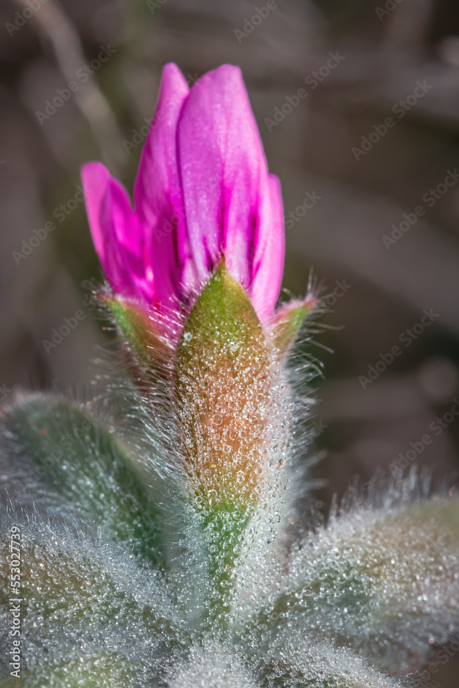 (Pelargonium quercifolium) oakleaf geranium Wild flowers during spring ...