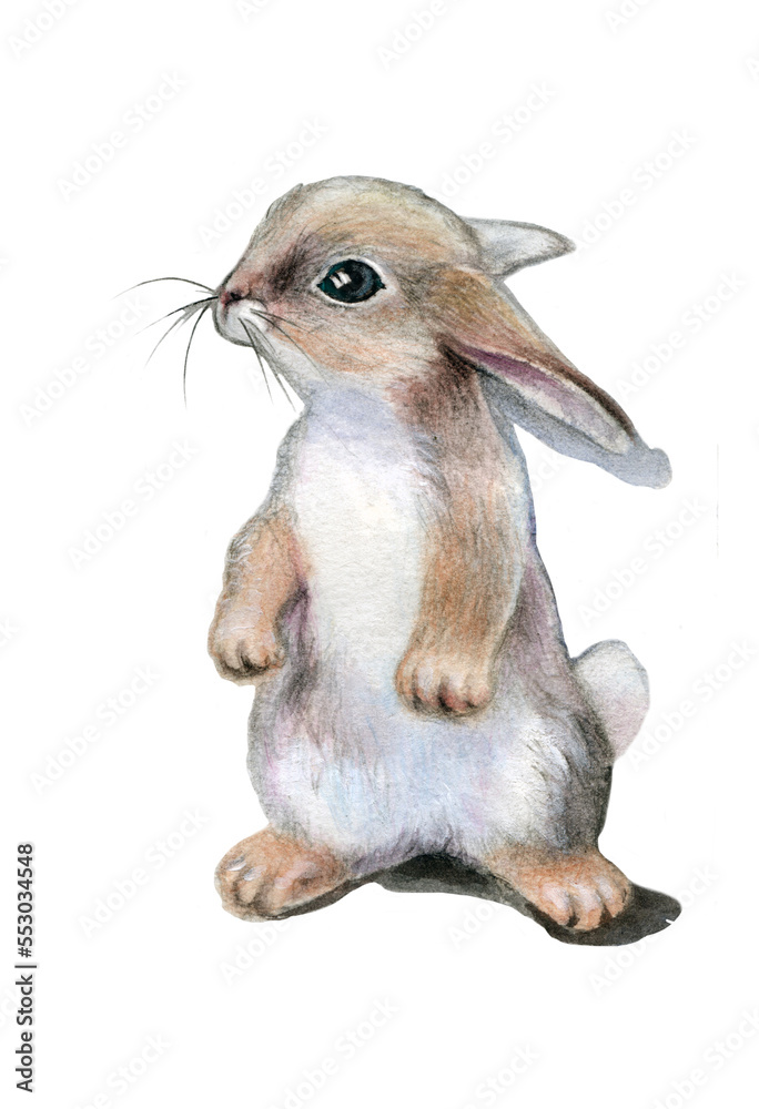 Watercolor drawing. Bunny standing on its hind legs on a white ...