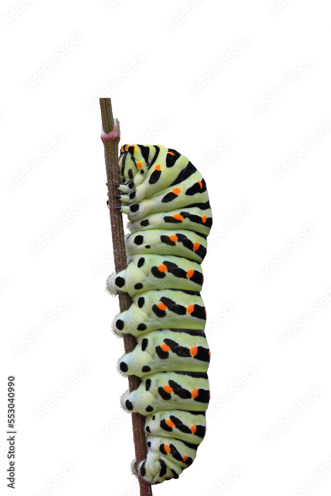 Schwalbenschwanz-Raupe (Papilio machaon), freigestellt Stock Photo ...