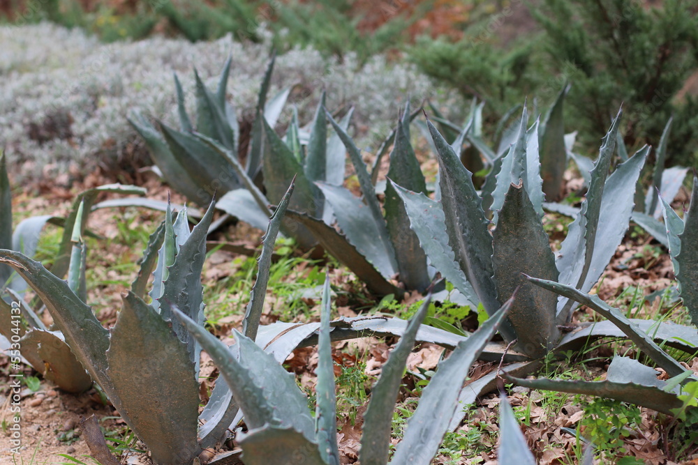 greenery in the forest in autumn october 2023. Agave americana plants ...
