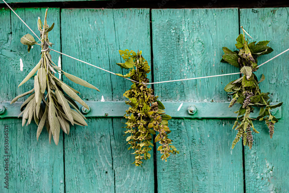 Lemon balm, Melissa officinalis, balm, common balm, or balm mint ...