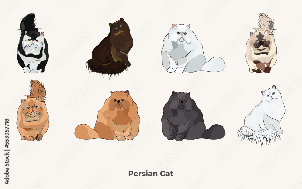 Persian white cat breed, cat different poses drawing. Cute kitty ...