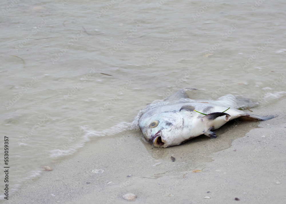 Dead Gray Angelfish washed up on the Gulf of Mexico from red tide at St ...