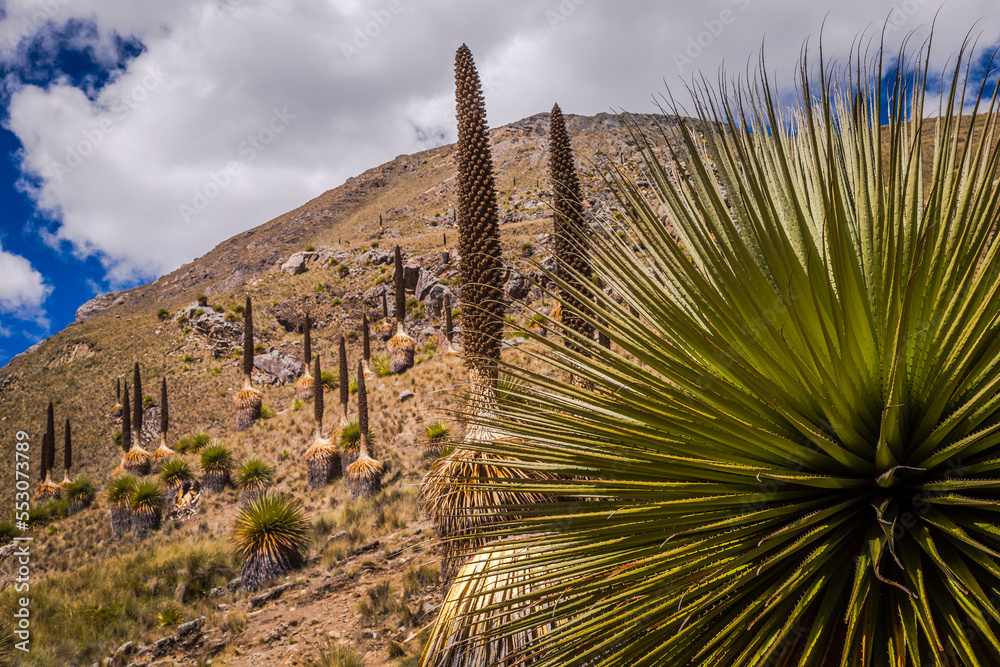 Puya de Raimondi Field and Valley of Carpa, Cordillera Blanca, Andes ...