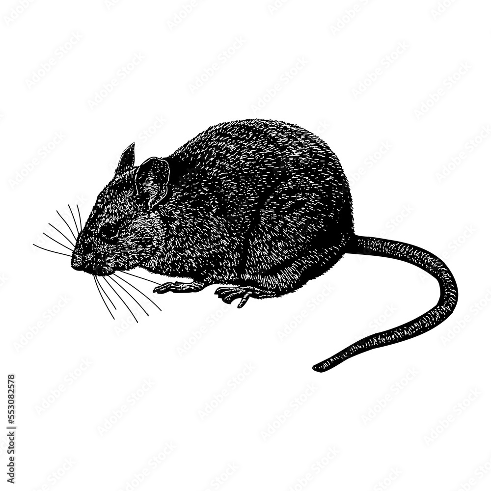 Eastern Woodrat hand drawing vector illustration isolated on background ...