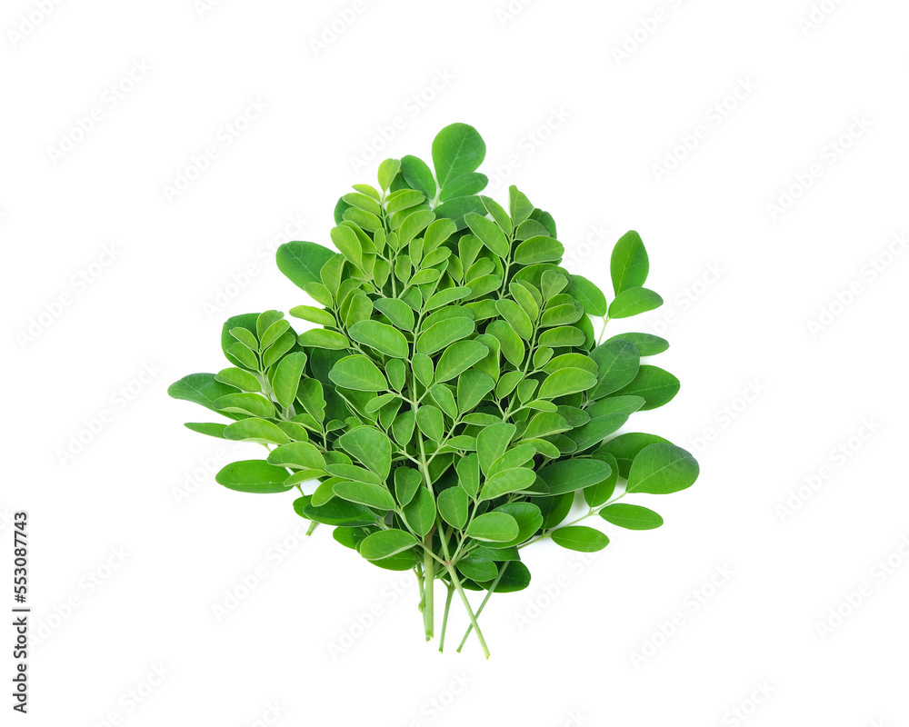 Moringa oleifera leaves isolated on white background Stock Photo ...