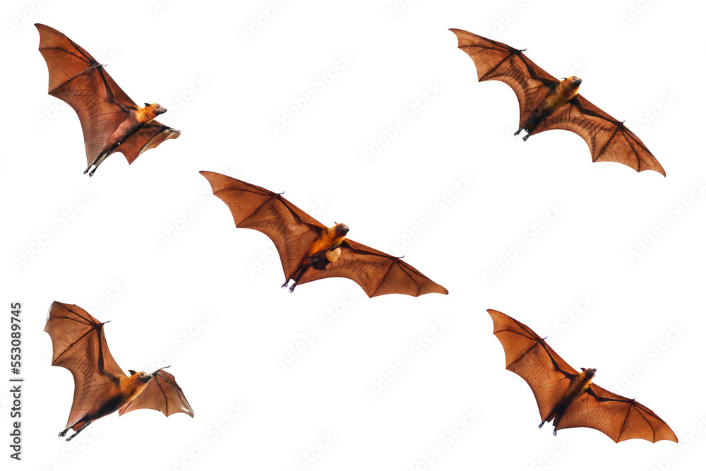 Set of Bats flying isolated on transparent background png file Stock ...