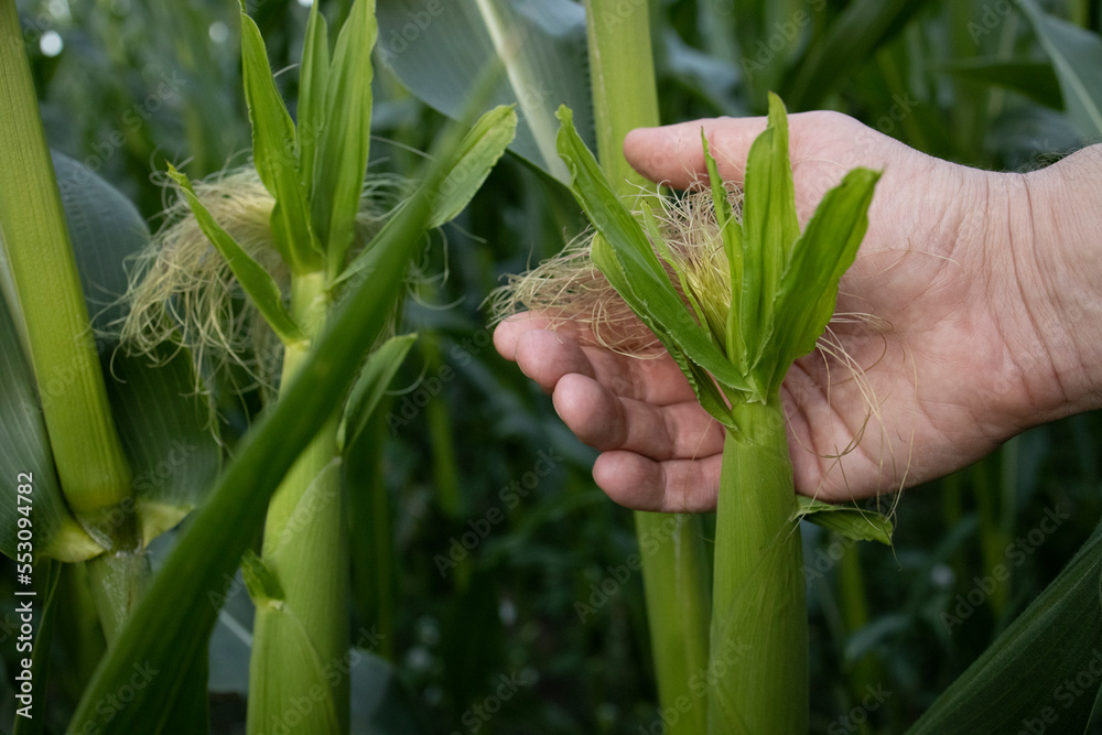 Foto de Agricultural land of green corn farm. Corn stalks close up ...