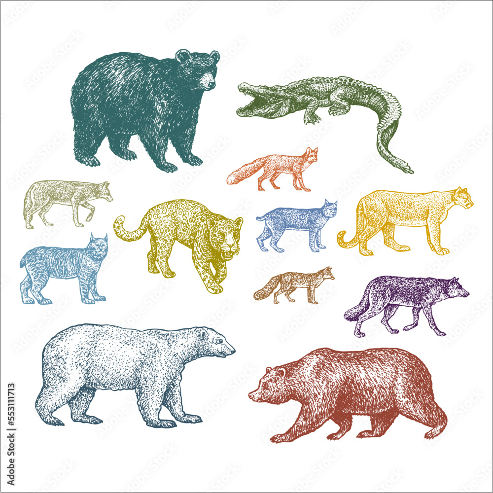 north american wild forest predator, polar bear, puma, crocodile, fox ...