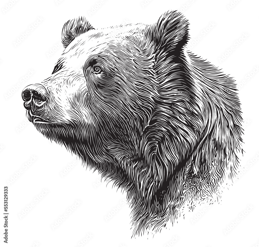 Bear head portrait sketch hand drawn sketch Vector illustration Stock ...